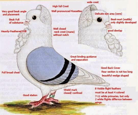 World of Pigeons and Doves: Old German Owl ( Altdeutsches Mövchen )