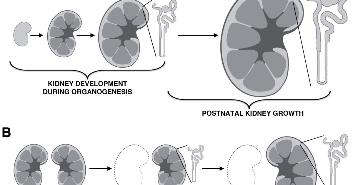 Nephrology's Hidden Nemesis: A Look Into the BK Virus and its Relation ...