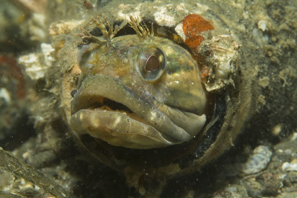 Virginia Tech Ichthyology Class : Aggressive Behavior of the Sarcastic ...