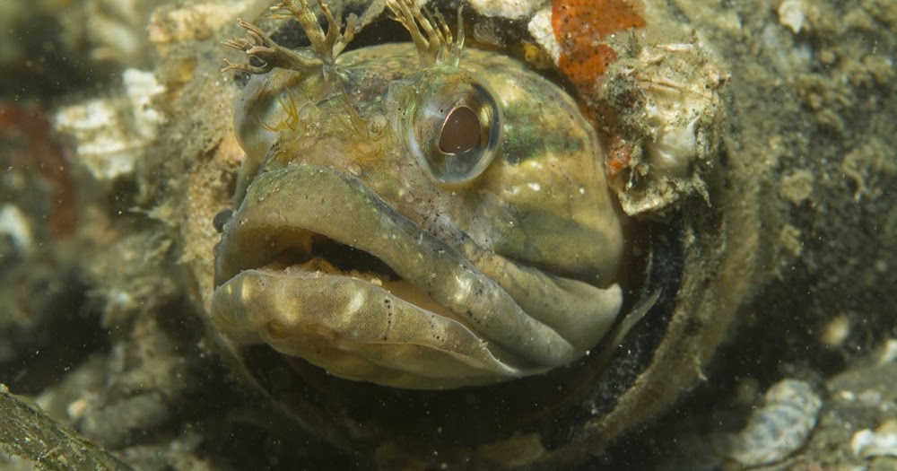 Virginia Tech Ichthyology Class : Aggressive Behavior of the Sarcastic ...