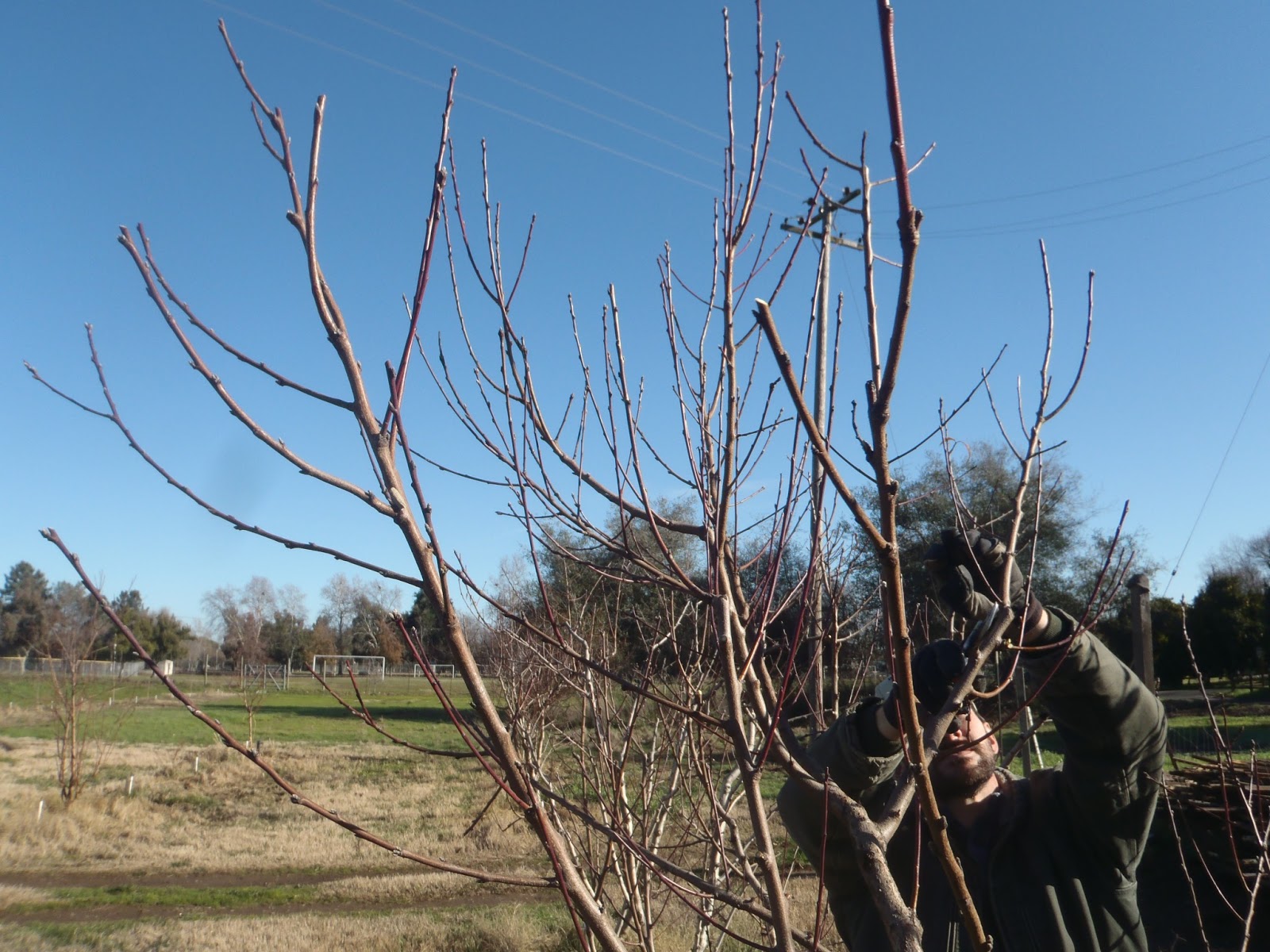 Have You Ever Picked A Carrot?: Winter Pruning: A Journey to California ...