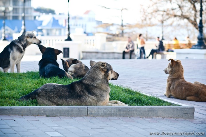 Bobbie Pyron: Street Dogs of Russia