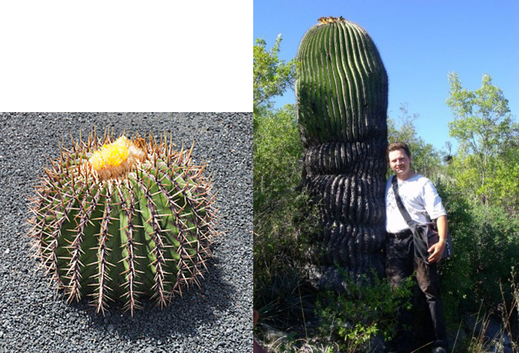 Bibi Tips : El Legendario Dulce Cubierto Mexicano de Biznaga Conocido ...
