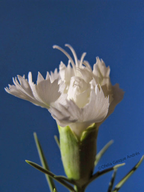 Mineral Vegetal: Clavel