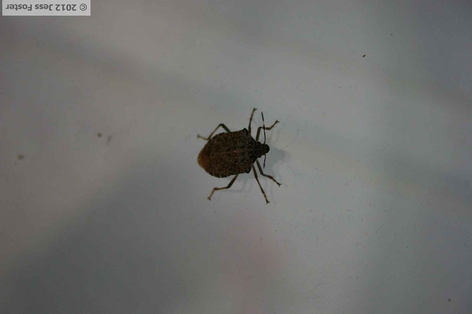 Sluggin Along Brown Marmorated Stink Bug 6617