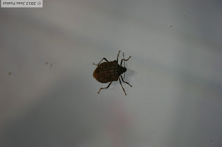 Sluggin' Along: Brown Marmorated Stink Bug
