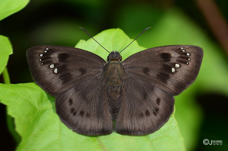 Butterflies of Singapore: Life History of the Common Snow Flat