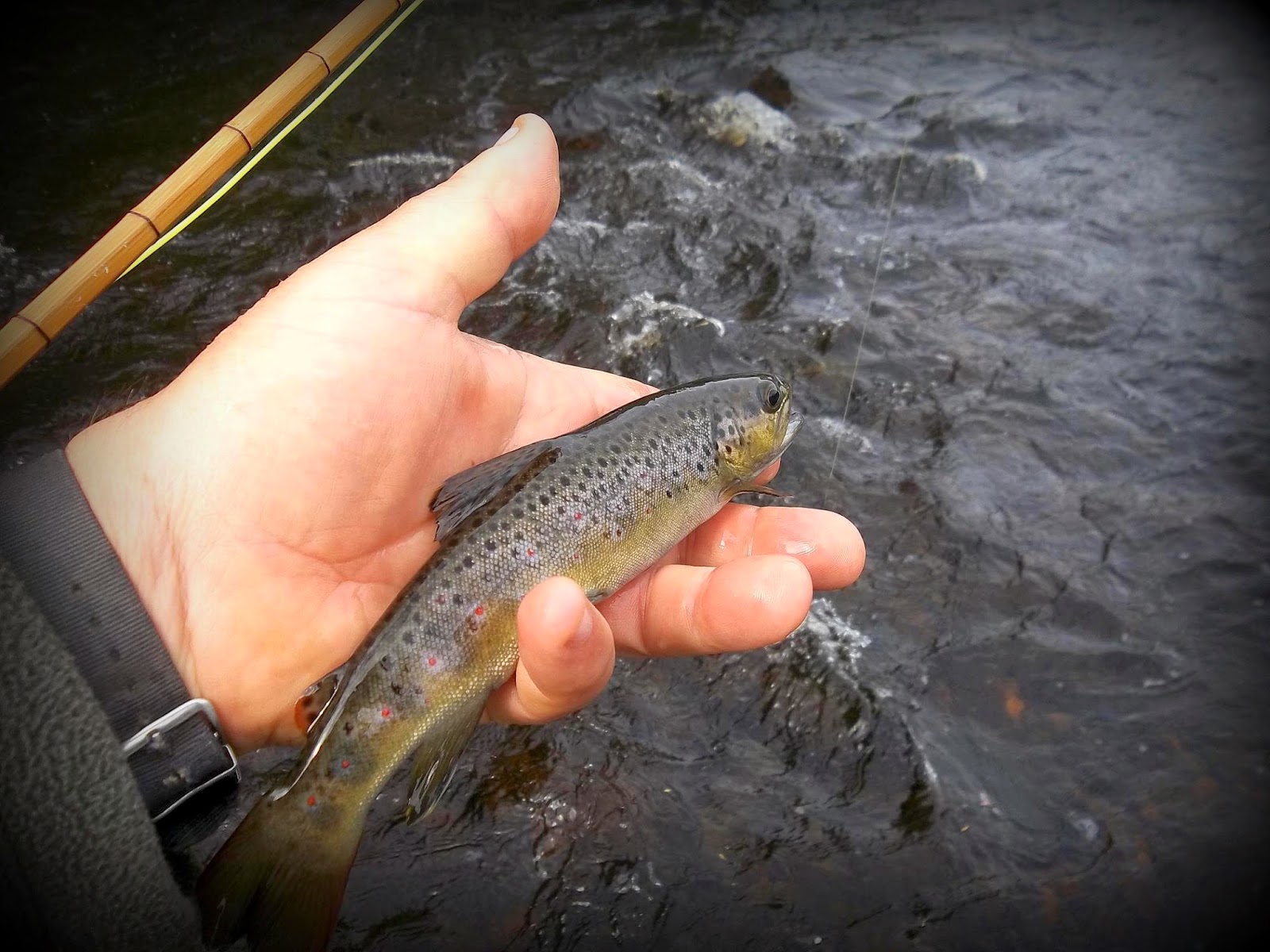 The Flee, Float & Foto: Trout Outing...maybe not.