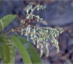 Medicinal Plants in India: Vateria Indica - Plant, Habitat, Uses