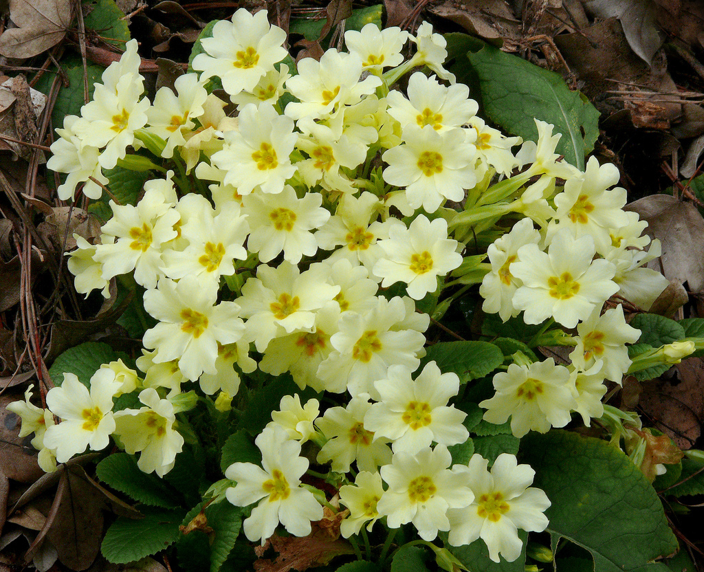Species of UK: Week 28: Primrose (‘Primula vulgaris’)