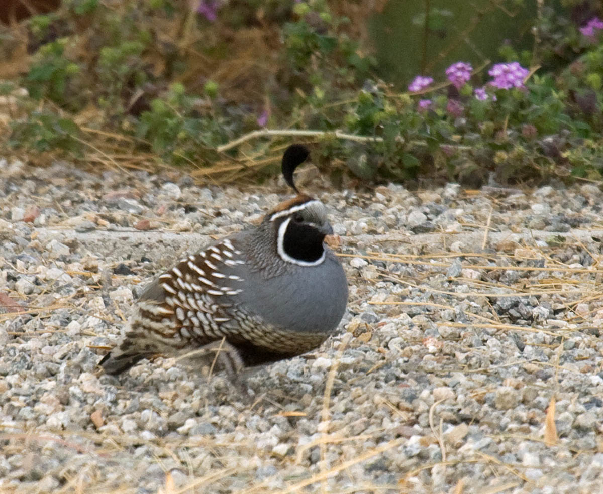 ID: Hybrid California x Gambel's Quail - Greg in San Diego