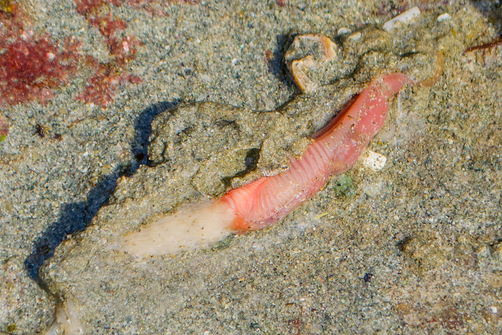 Wanderin' Weeta (With Waterfowl and Weeds): Just worms. Beautiful worms.