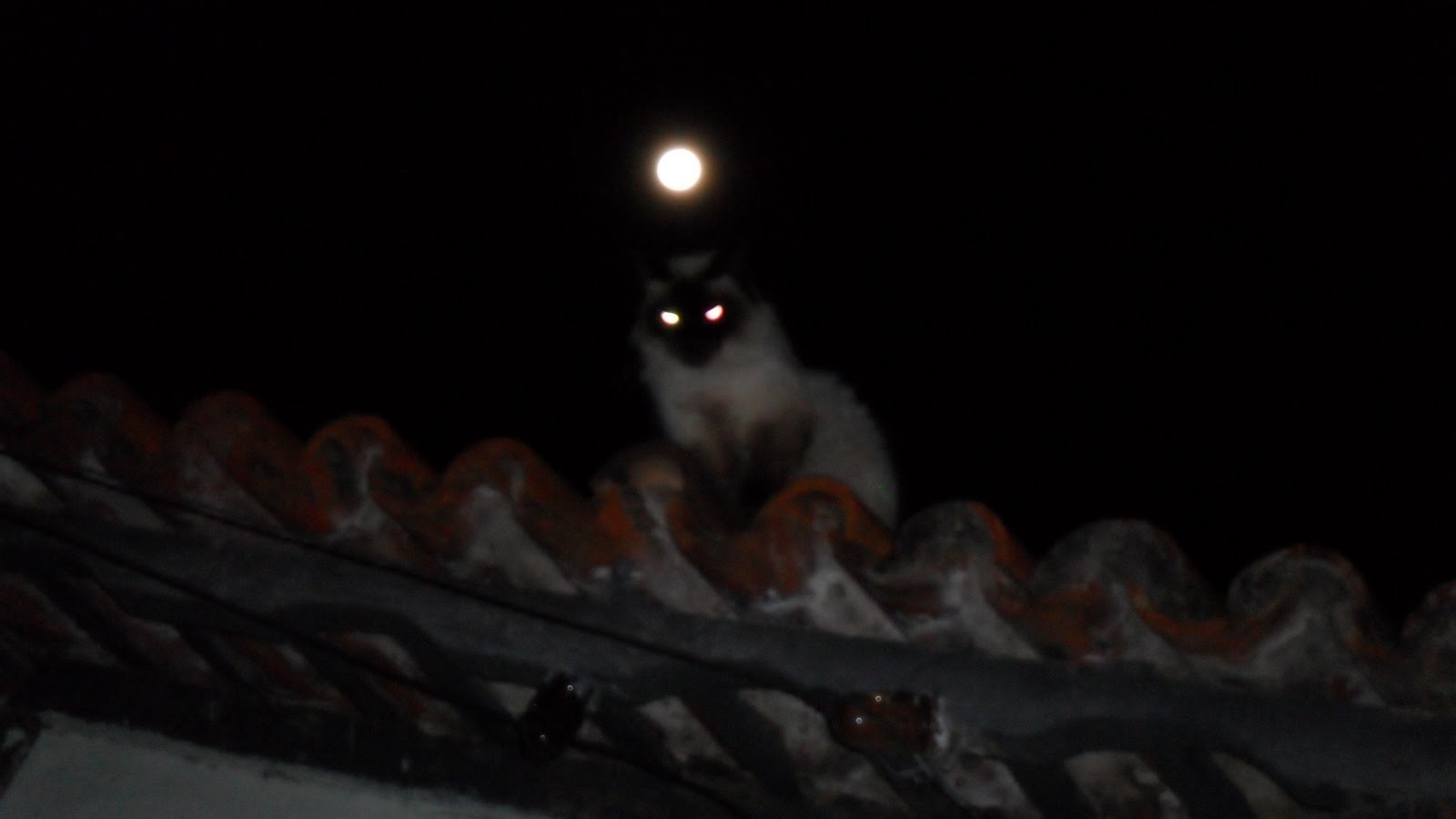Trilhas de Luz: O Gato e a Lua