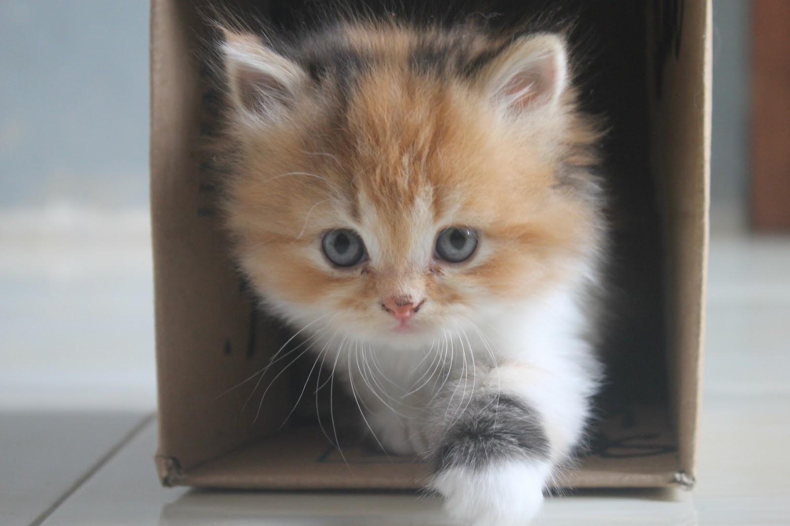 photography: anak kucing ( kitten )