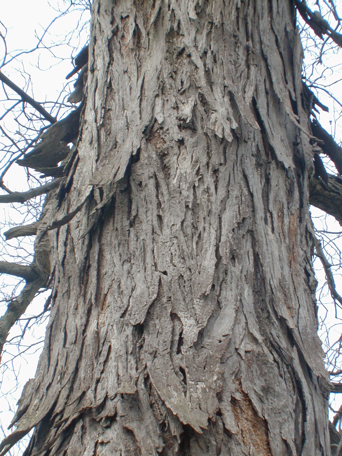 Trees of Santa Cruz County: Carya ovata - Shagbark Hickory