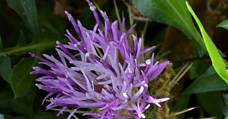 Centaurea raphanina , Sm. | Ελληνική Φύση - Βοτανολογία
