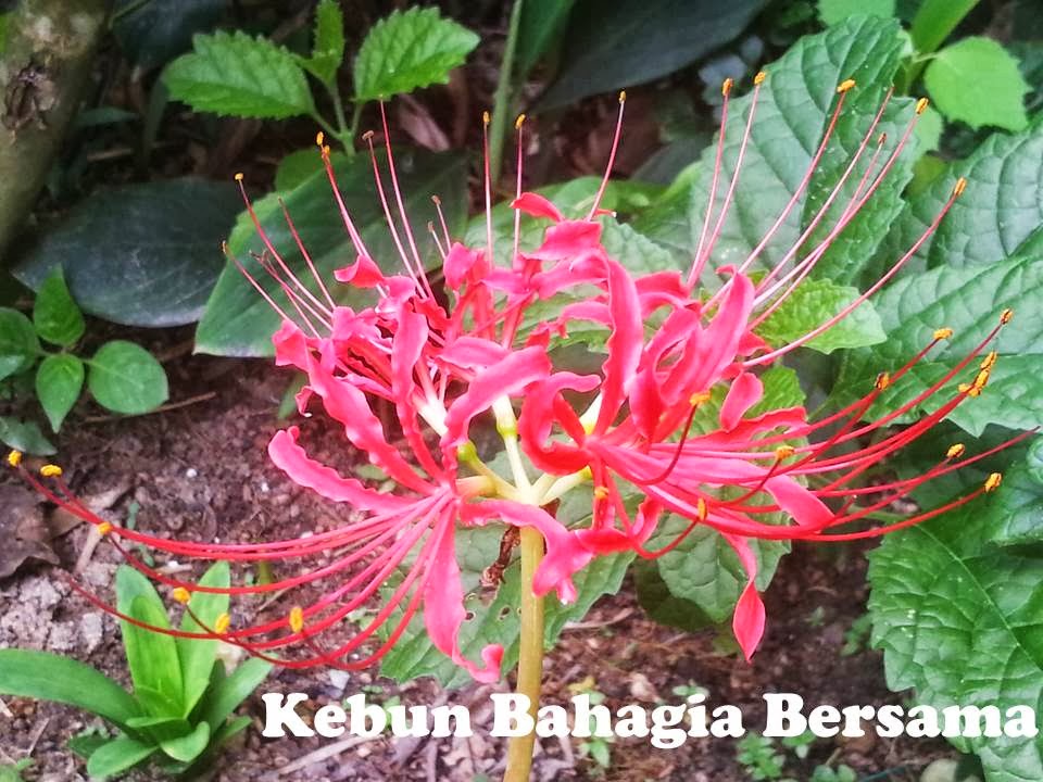 Kebun Bahagia Bersama: BUNGA WARNA MERAH