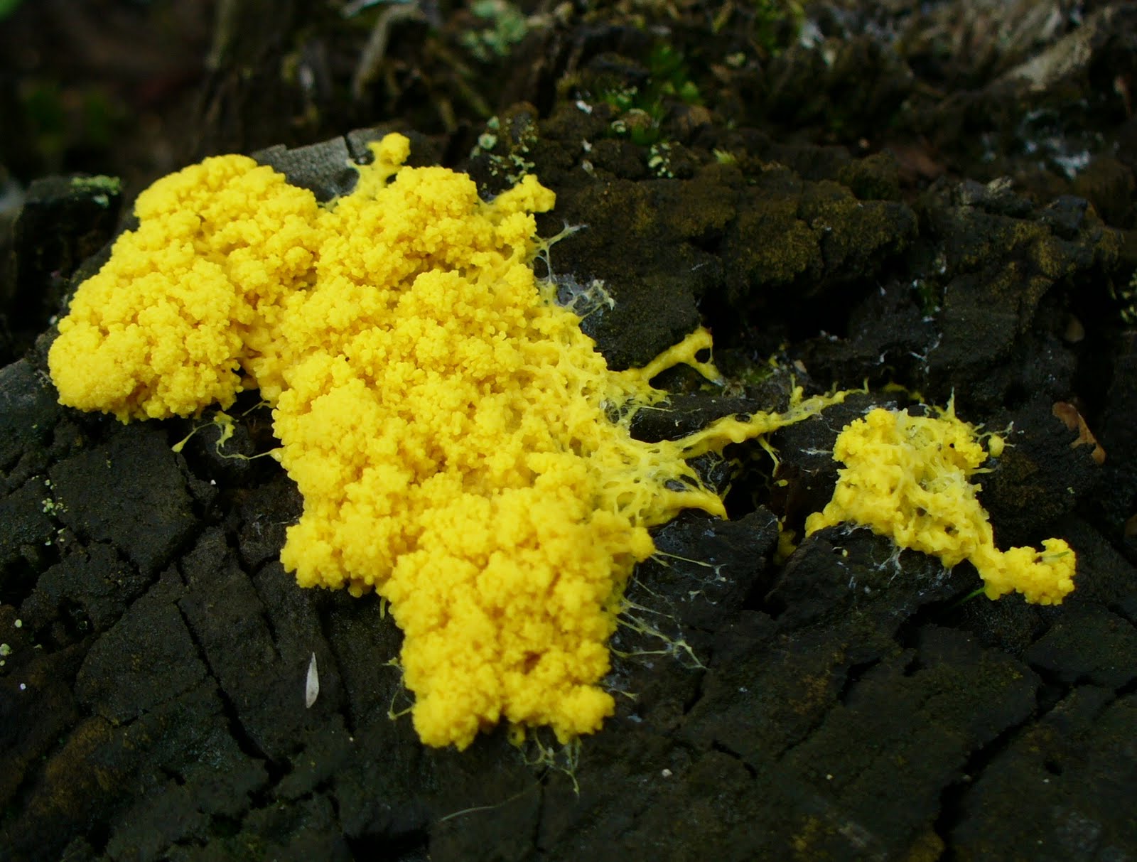 Dave Hubble's ecology spot: Glassy fingers, orange goo and scrambled ...