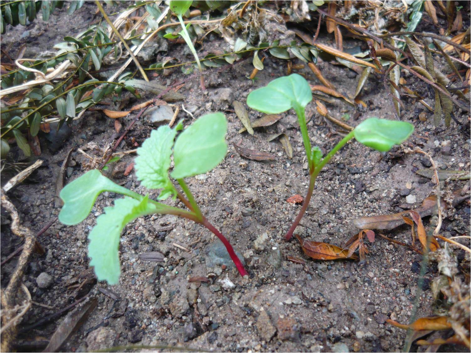 ALTERNATIVA ECOLÓGICA: CULTIVO DE RABANITO