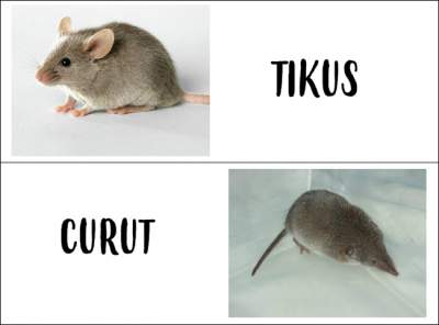 20 Pasangan Hewan Ini Sering Dianggap Sama, Padahal Jelas Berbeda ...