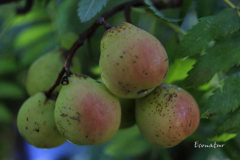 Amantenatura: Azarollo