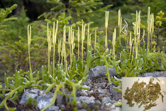 Clubmoss herb (SHEN JIN CAO)-Lycopodium clavatum-Herba Lycopodii