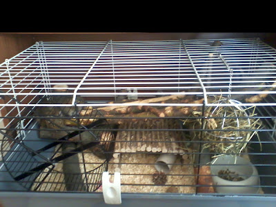 Veverita Degu (Octodon Degus): CUSCA PENTRU VEVERITA DEGU