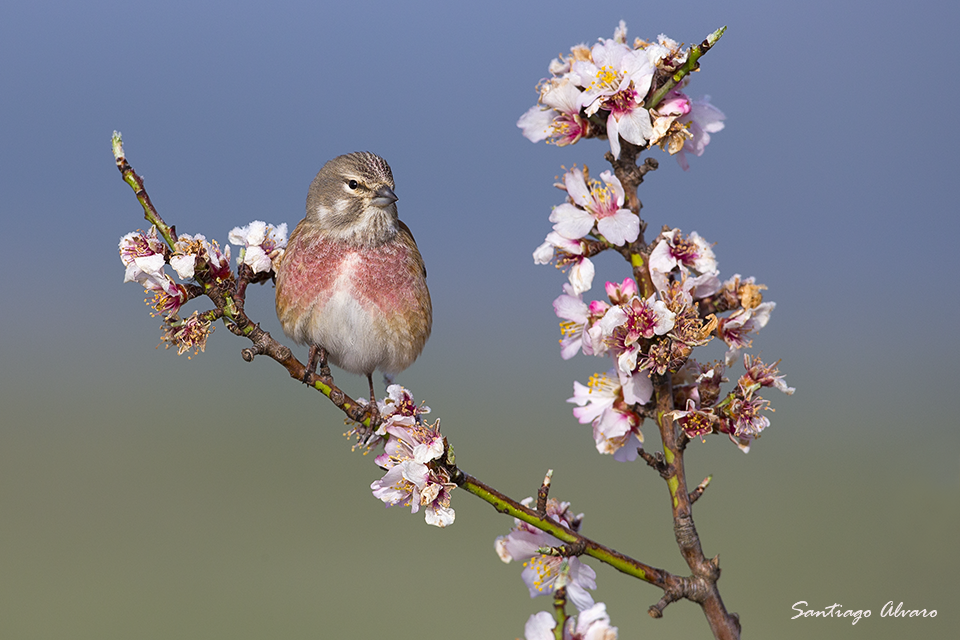 PARDILLO COMÚN | Mirada