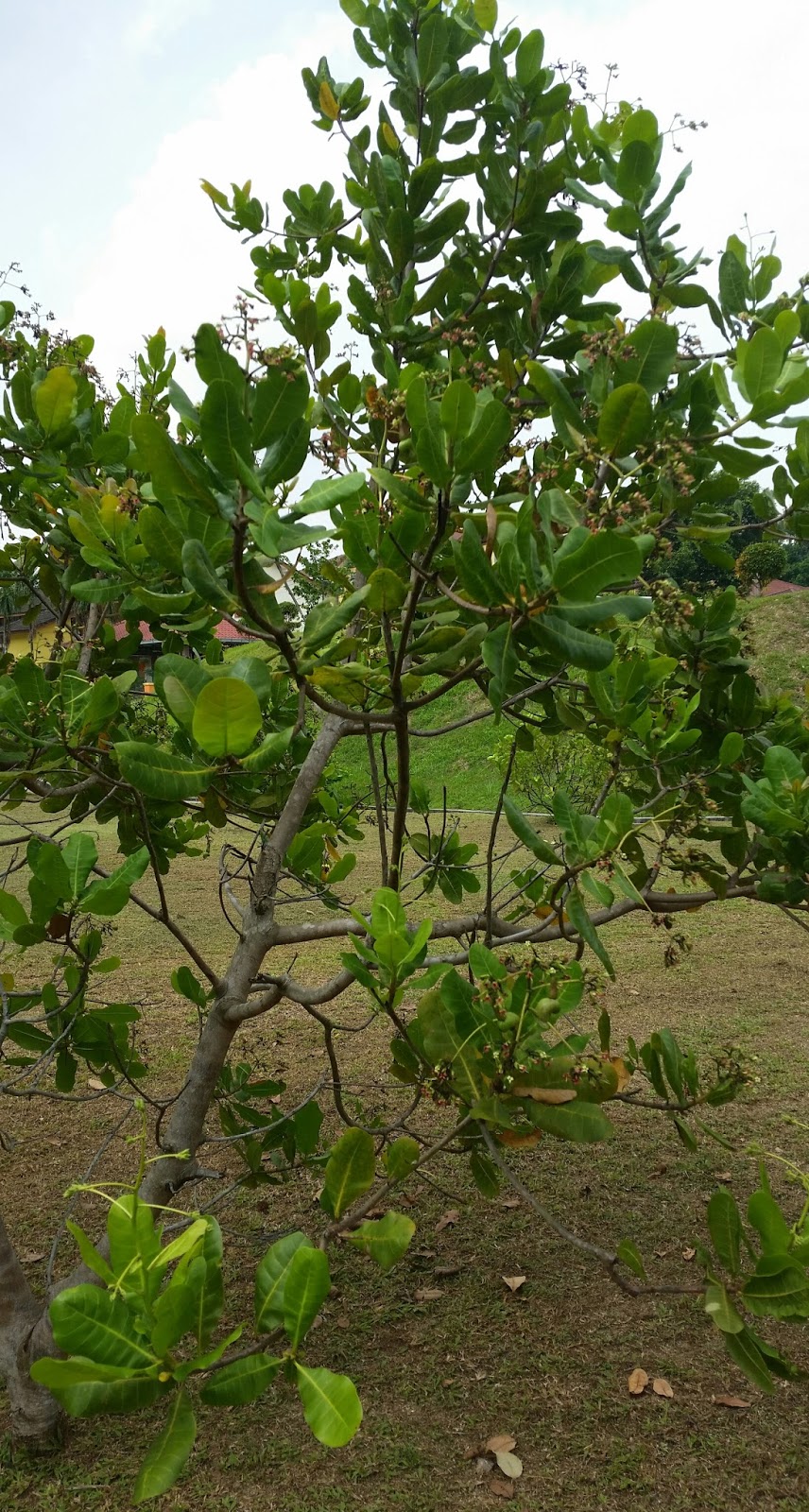 Warisan Petani: Pokok Jambu Gajus