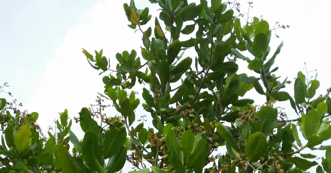 Warisan Petani: Pokok Jambu Gajus