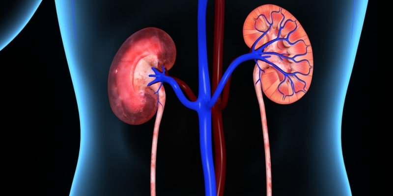 Como Cuidar dos Rins.