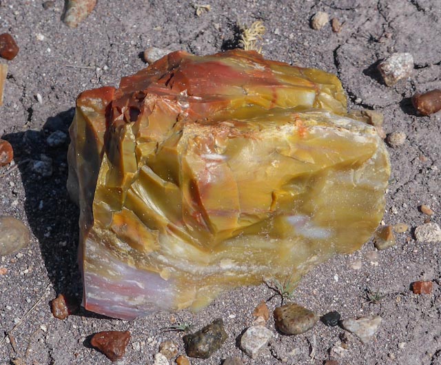 cruisingat60: Jasper Forest - a photo documentary