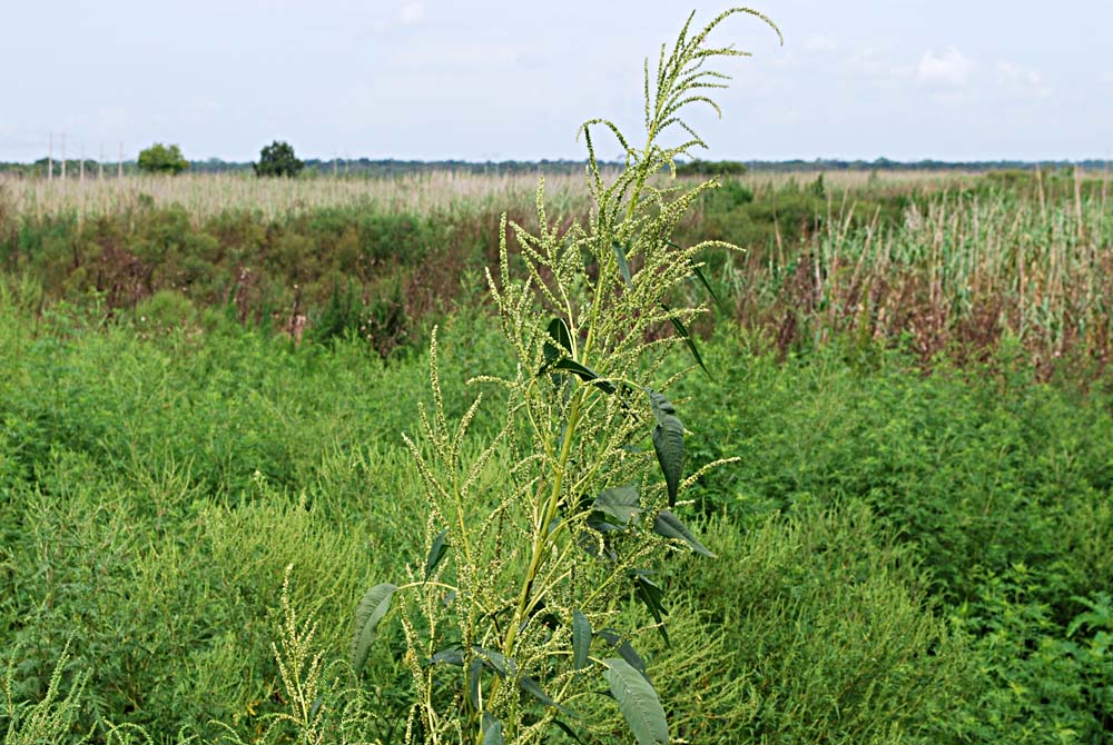 Space Coast Wildflowers: Rosemallows, July 2011