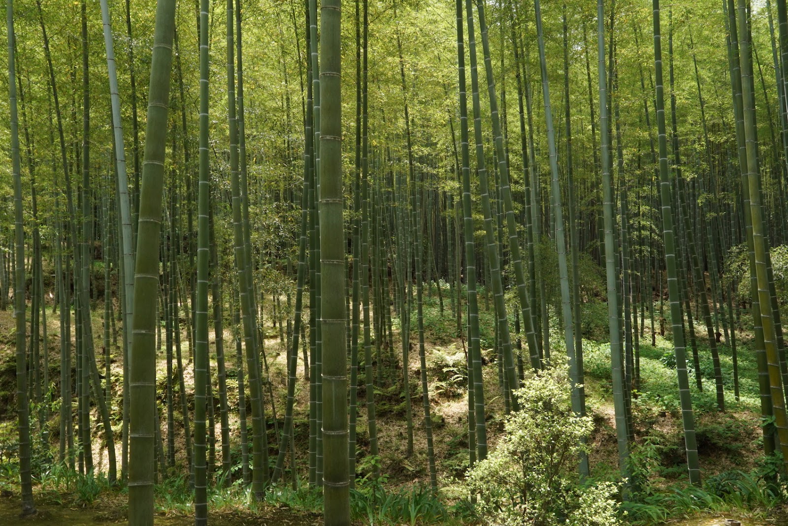 The Bushniks: Kyoto Temples and Gardens