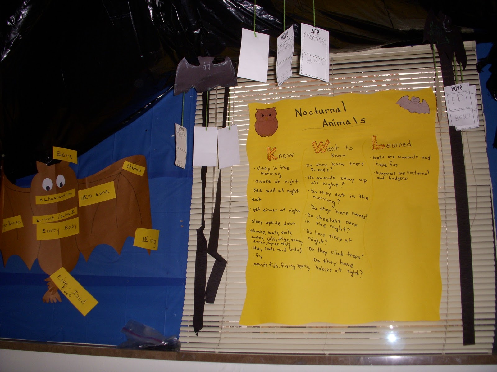 Live, Laugh, Learn: Going Batty in the Bat Cave!