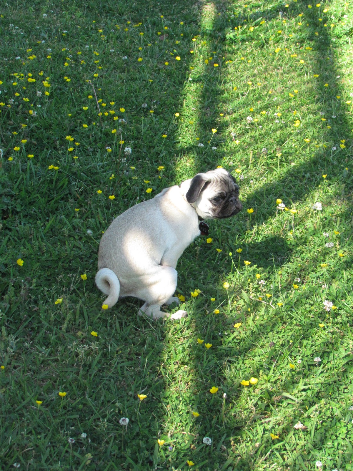 two spoiled pugs: let's talk about poop