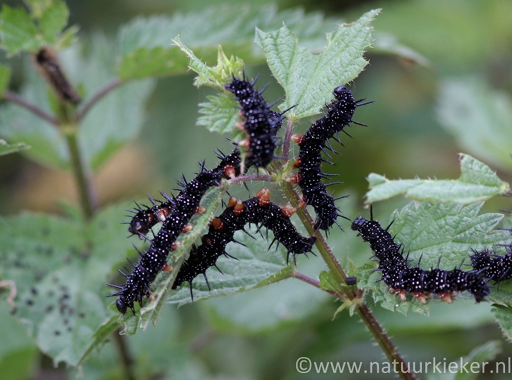 Een rups is niet altijd een rups...