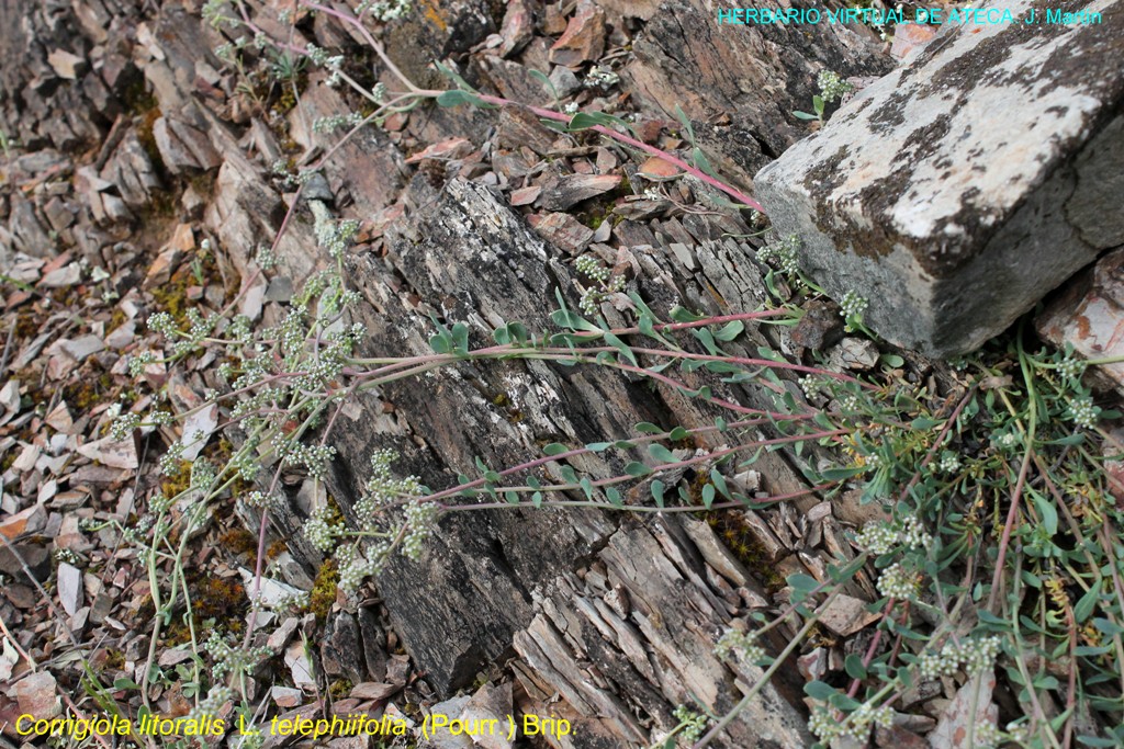 Flora silvestre de Ateca: Corrigiola litoralis subsp. telephiifolia ...
