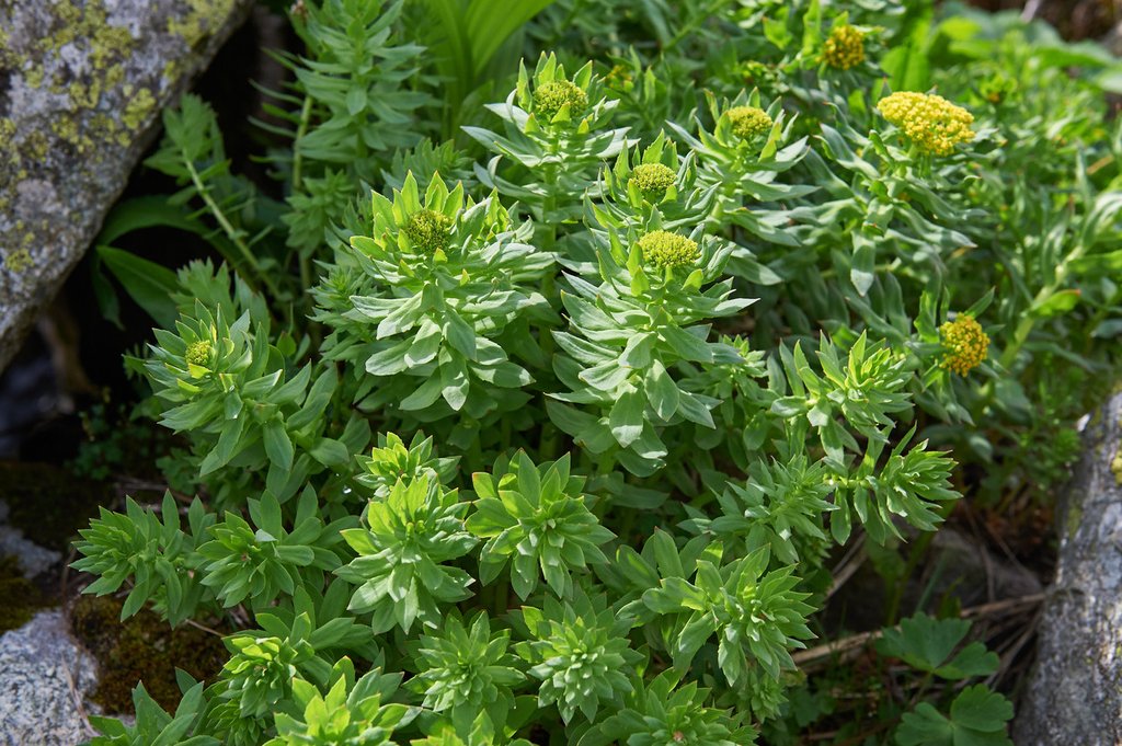 The Herb Hound: RHODIOLA