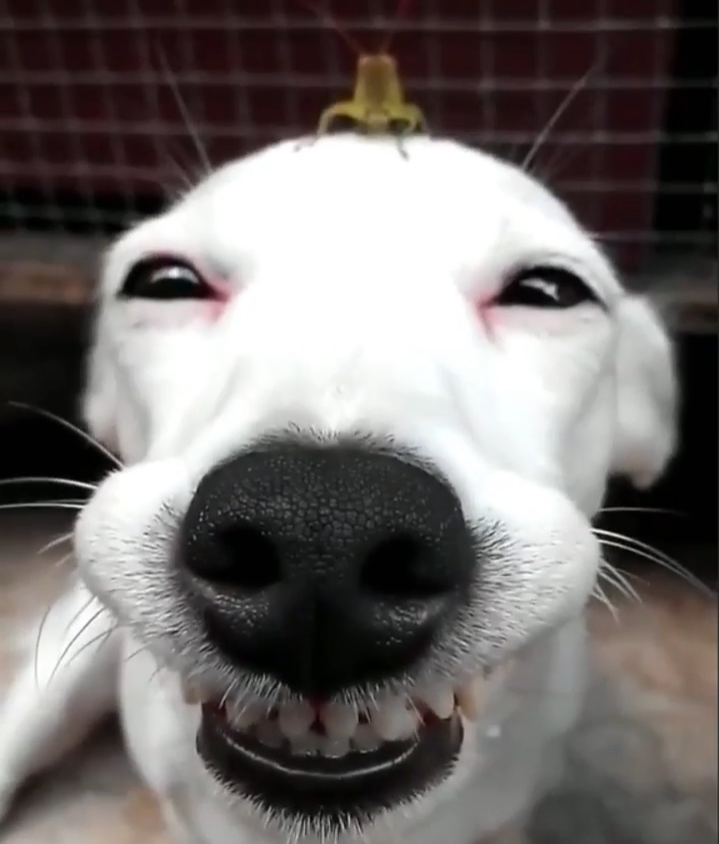 Funny Stuff for Your Day - Jokes | Humor | Funny Videos | Funny Pictures