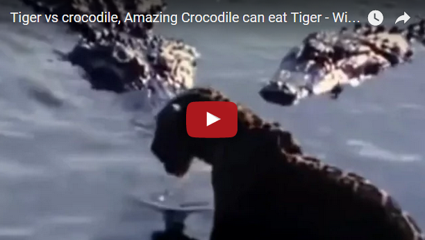 Tiger vs crocodile, Amazing Crocodile can eat Tiger - Wild Animals (Part 8)