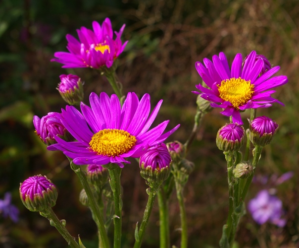 John Grimshaw's Garden Diary: Early September in the garden