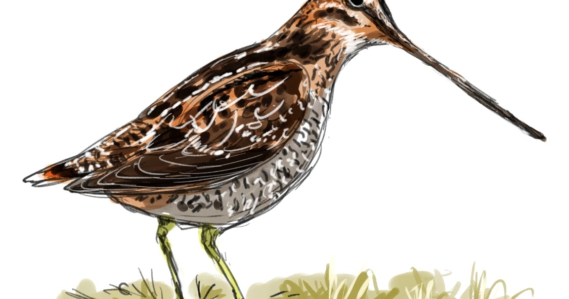 Birds: Common Snipe