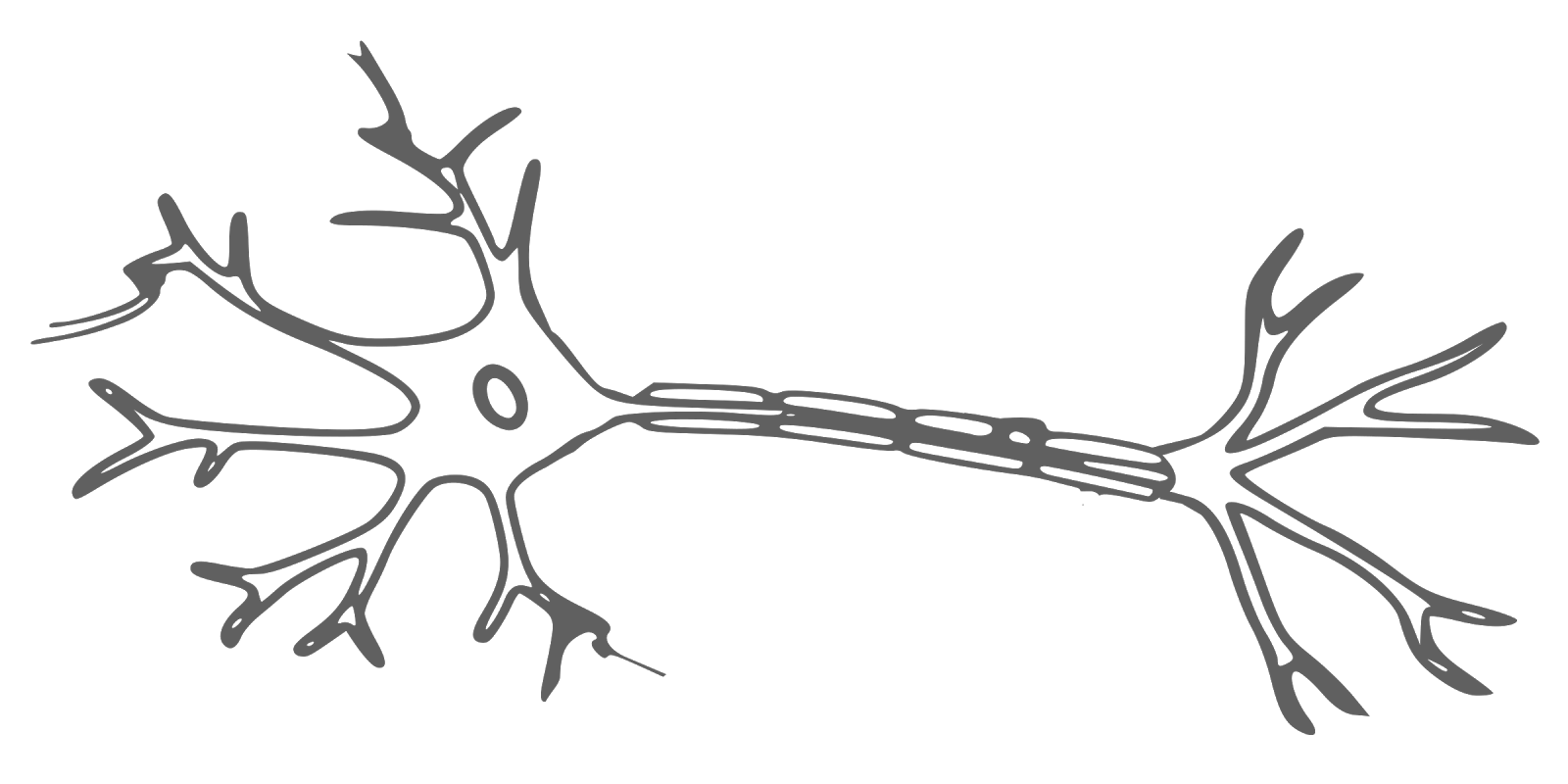 Dibujo De La Neurona Y Sus Partes Para Colorear Brainlylat Porn Sex Picture