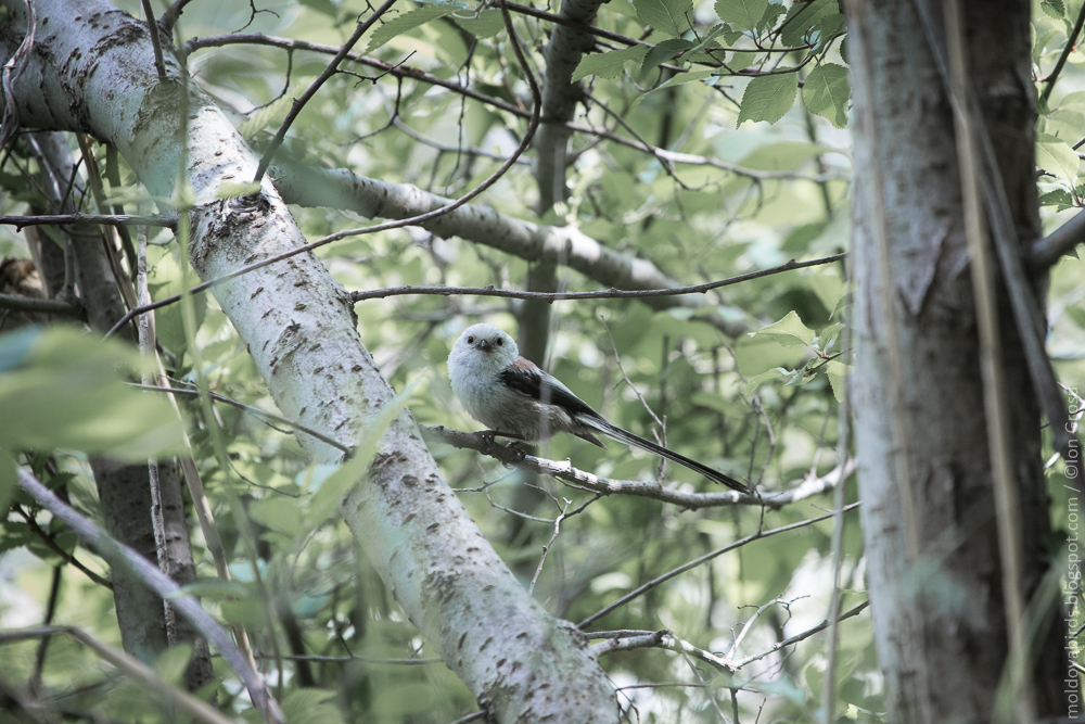Păsări din Moldova: Pițigoiul codat din Valea Trandafirilor