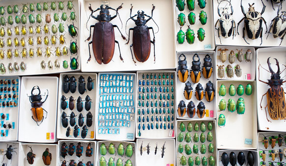 Insectario (Colección Enomologíca) y su importancia como material de ...