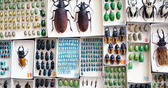 Insectario (Colección Enomologíca) y su importancia como material de ...