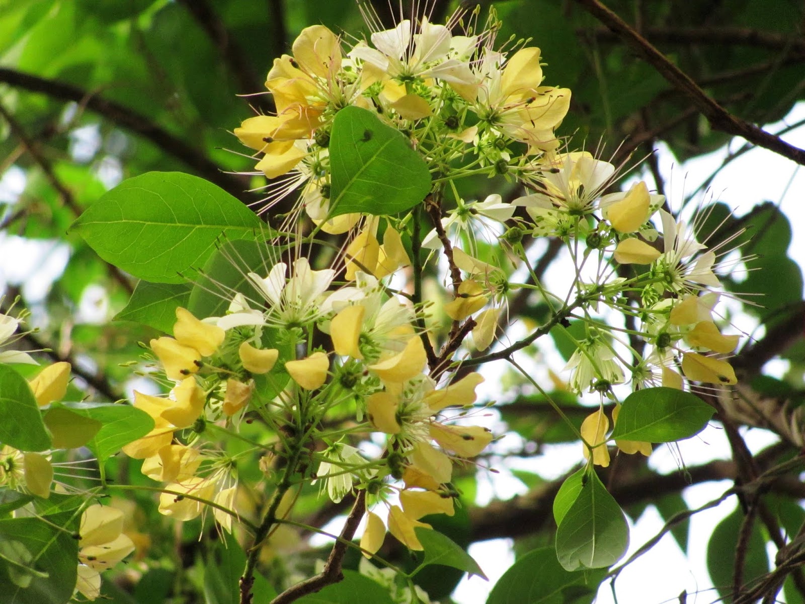 KRG – The Kochi Reading Group: Kamala Das – Her Life Through Poetry