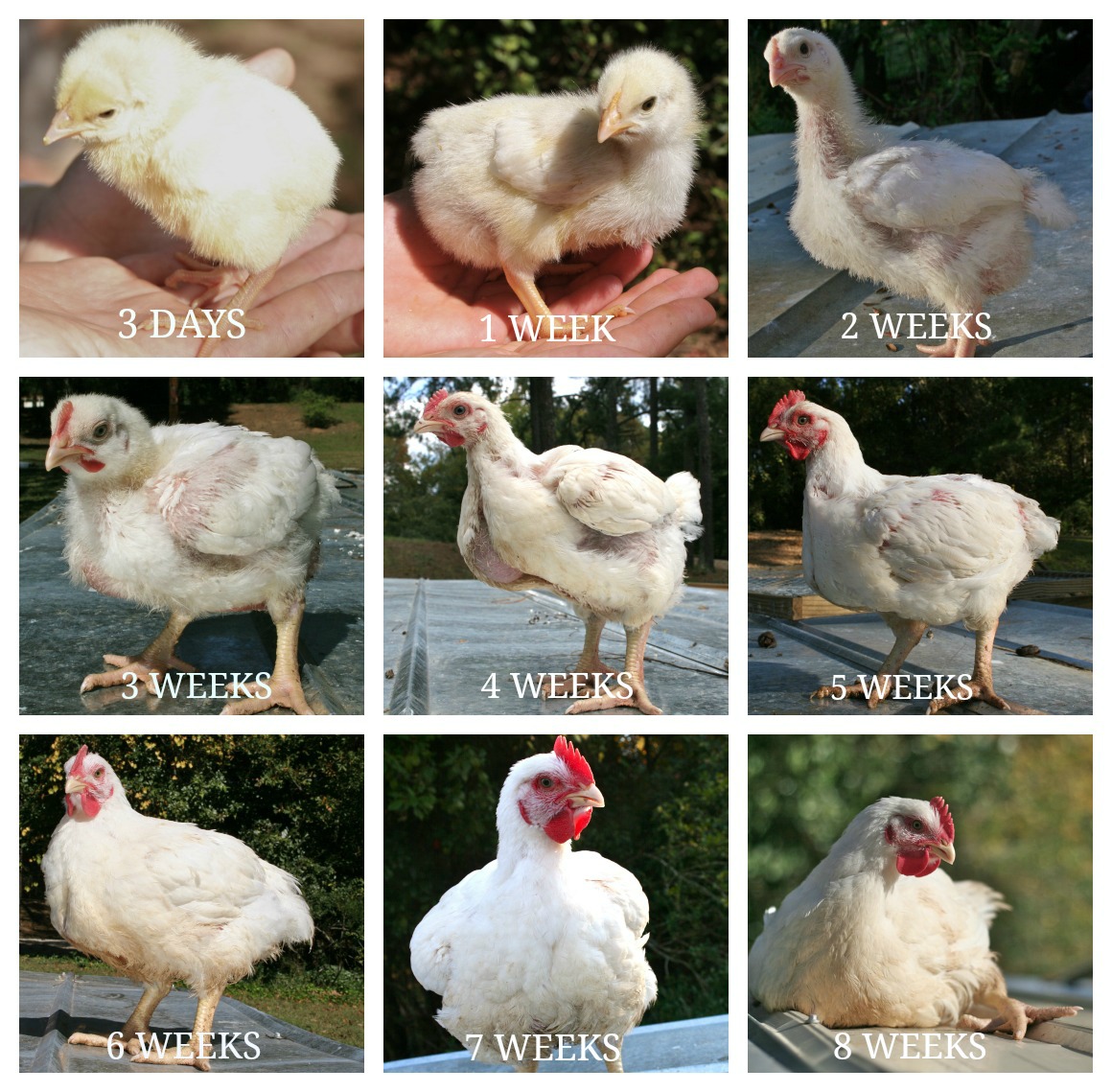 Kornerstone Farms: Broiler Processing Day