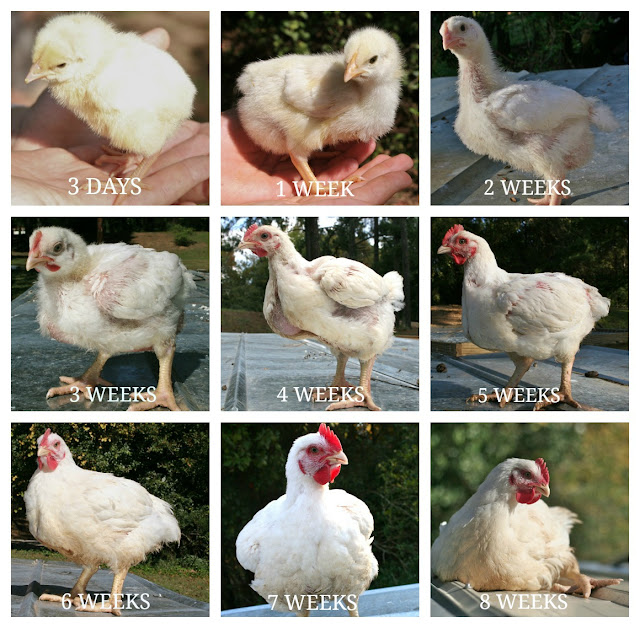 Kornerstone Farms: Broiler Processing Day